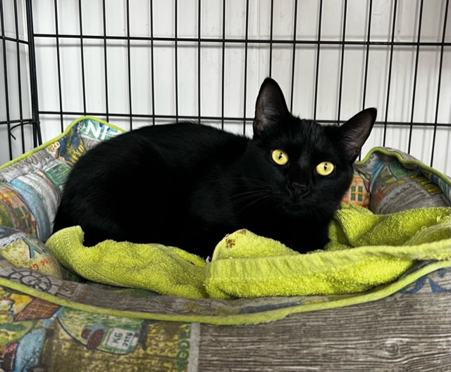 Dora - Rescate Catopolis