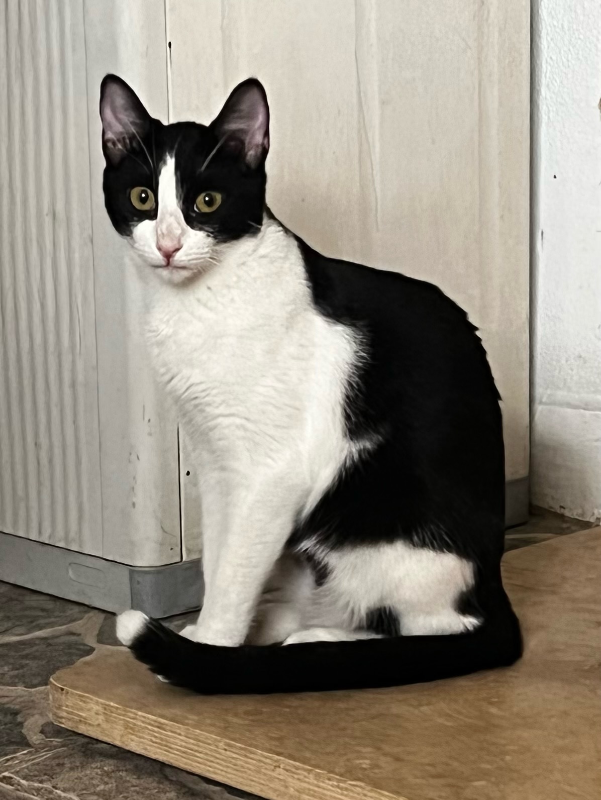 Sia - Rescate Catopolis